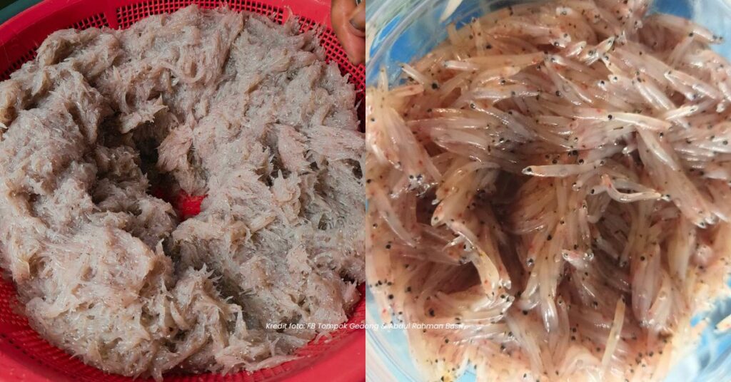 Kenali Ikan Bauk, Ikan Terkecil Di Dunia Yang Hanya Didapati Di Sungai ...