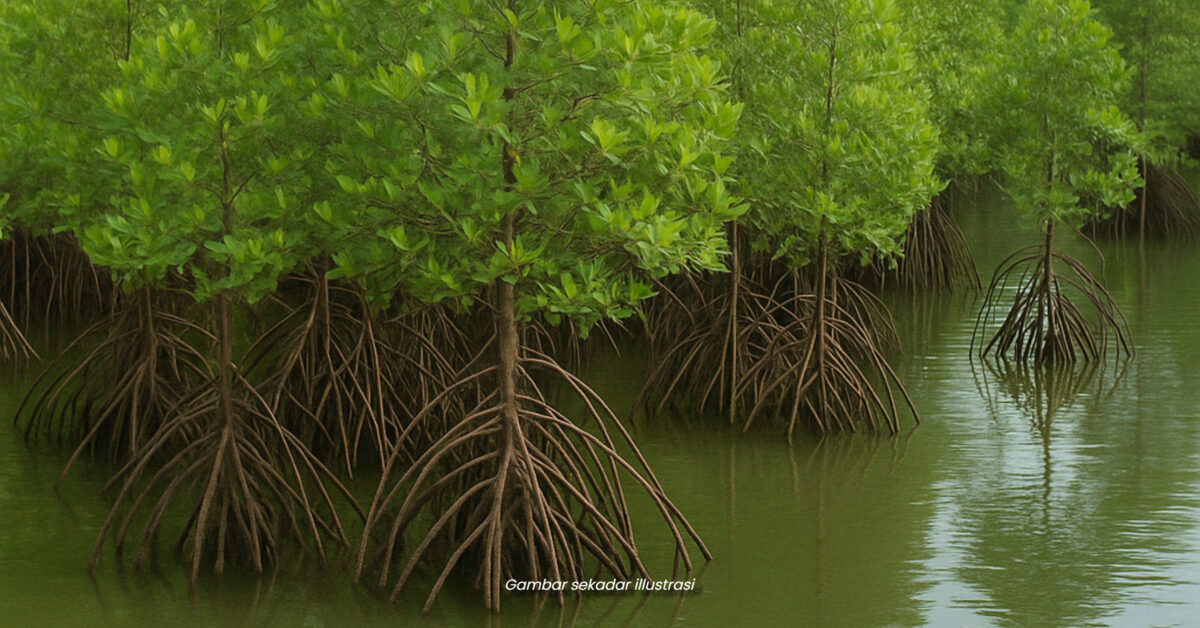 Kenapa Ekosistem Paya Bakau Penting Untuk Pesisir Pantai Borneo?